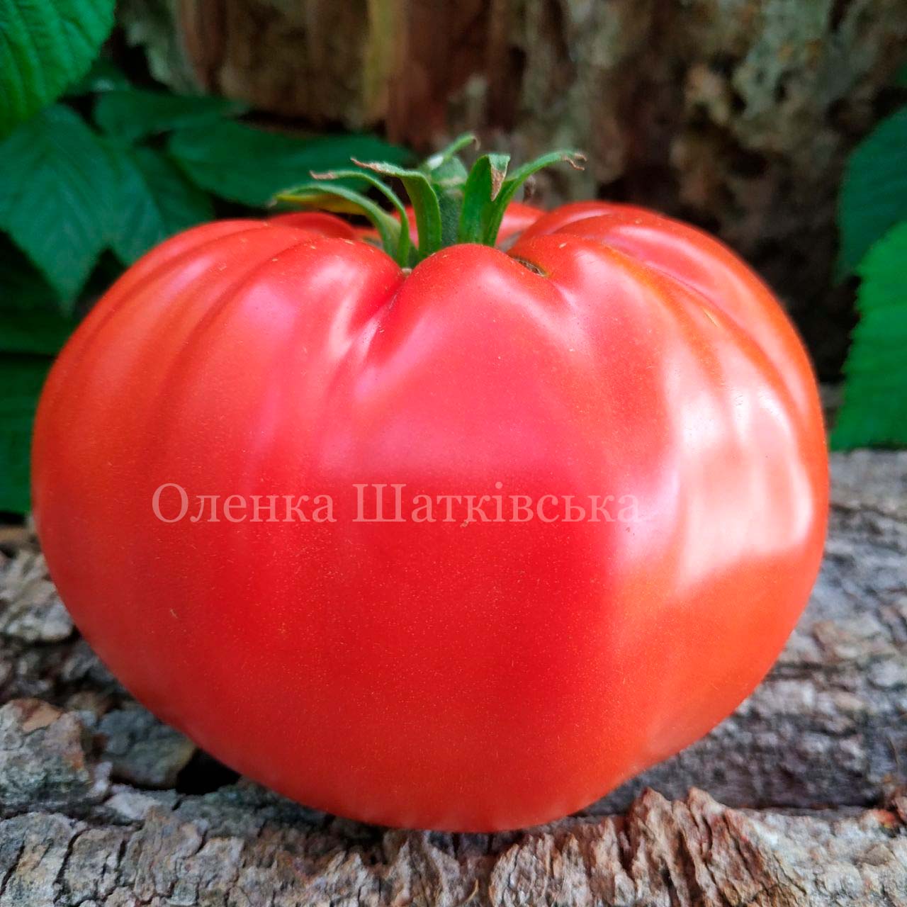 Томат Великий Зак (Big Zac) – МегаТомат