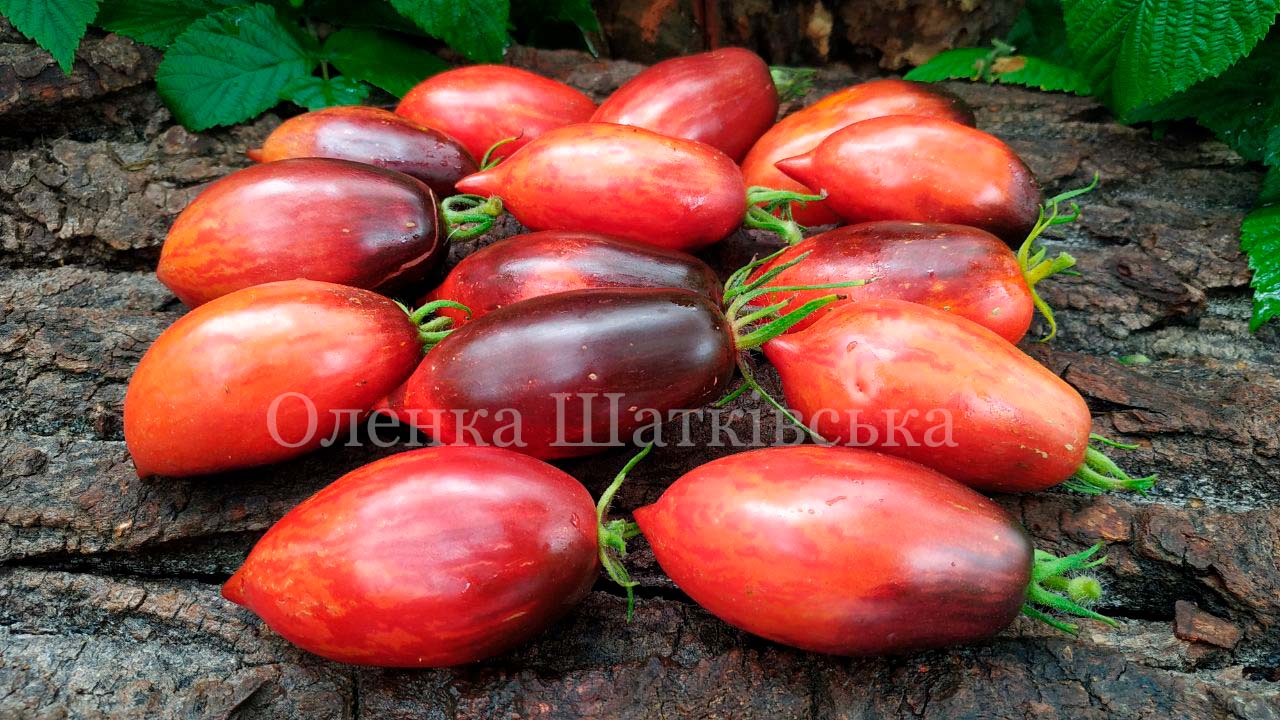 Томат Карлик Бій з Тінню (Dwarf Shadow Boxing, Гном Бой с Тенью ...