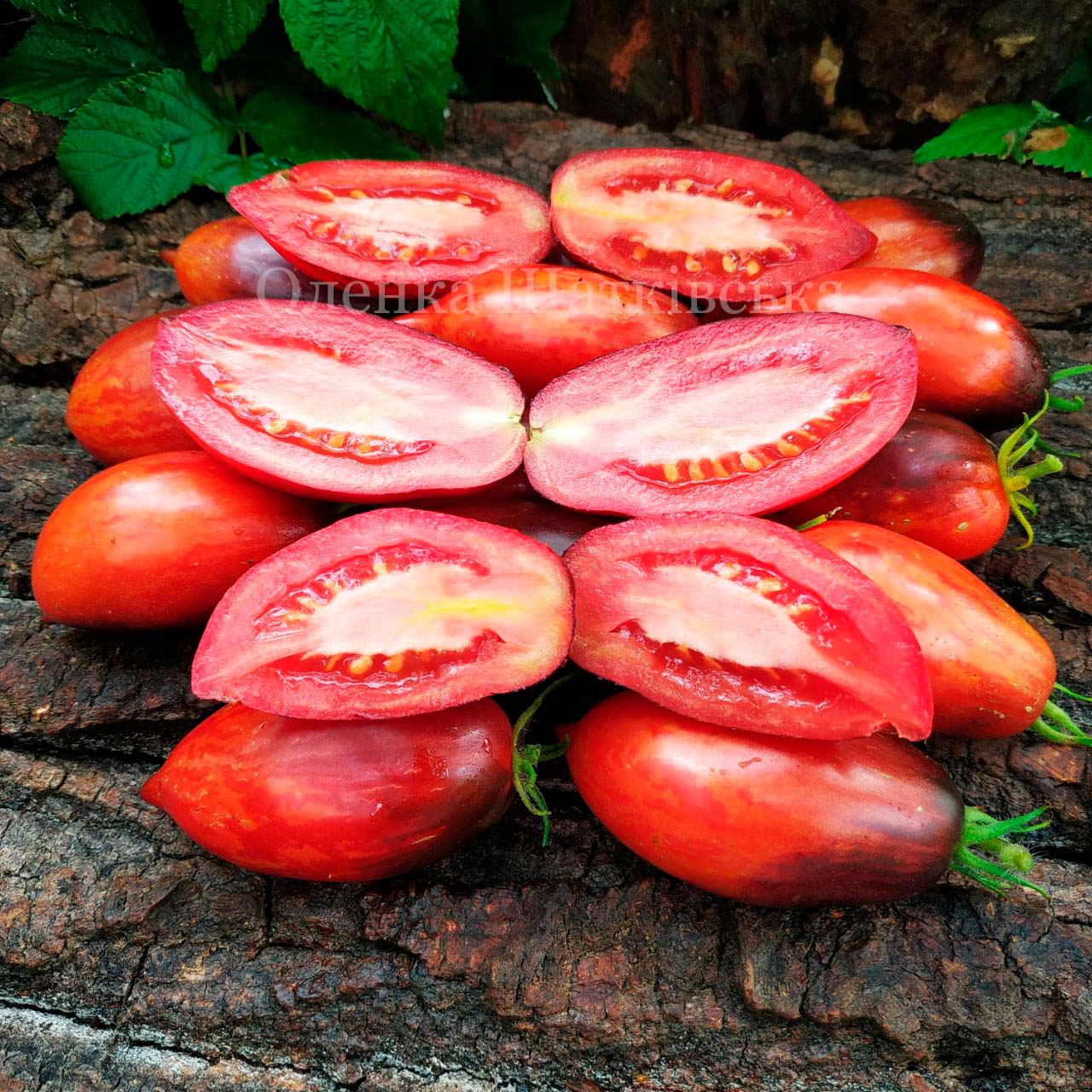 Томат Карлик Бій з Тінню (Dwarf Shadow Boxing, Гном Бой с Тенью ...