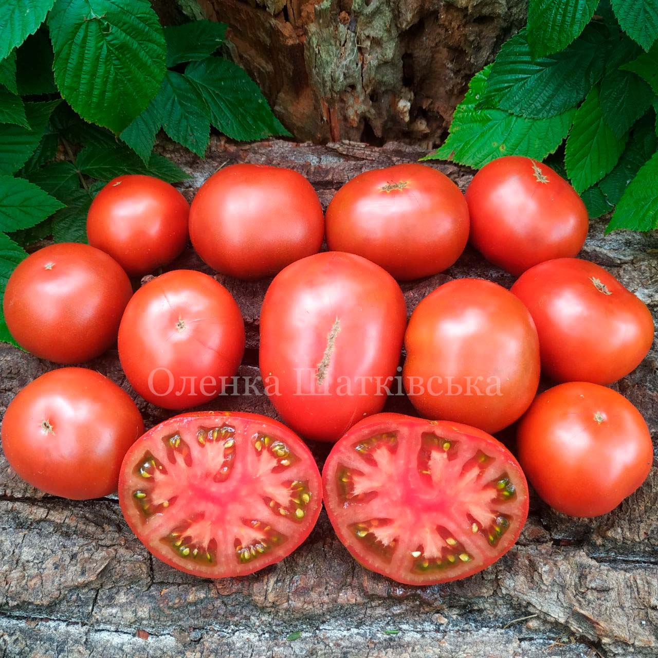 Томат Карлик Дикий Фред (Dwarf Wild Fred, Гном Дикий Фред). – МегаТомат