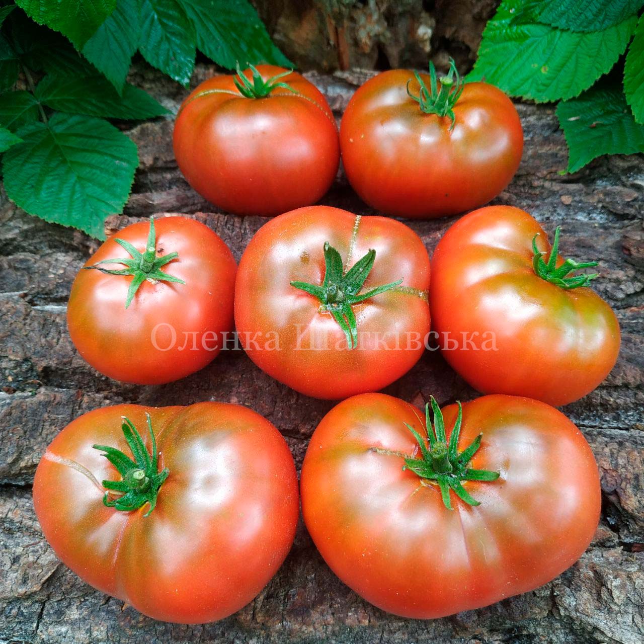 Томат Карлик Дикий Фред (Dwarf Wild Fred, Гном Дикий Фред). – МегаТомат