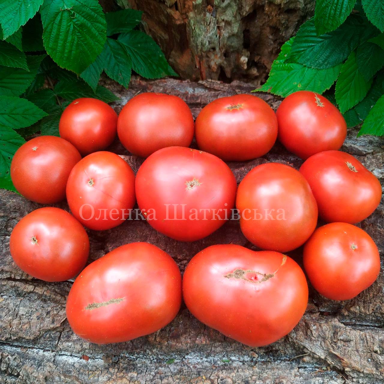 Томат Карлик Дикий Фред (Dwarf Wild Fred, Гном Дикий Фред). – МегаТомат