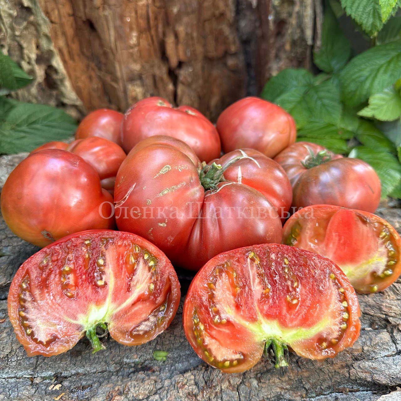 Карлик Чорний Ангус (Dwarf Black Angus). – МегаТомат