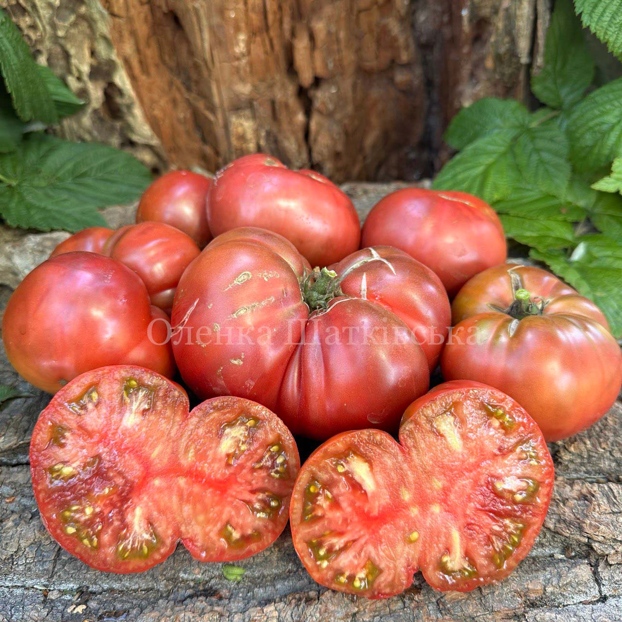 Карлик Чорний Ангус (Dwarf Black Angus). – МегаТомат