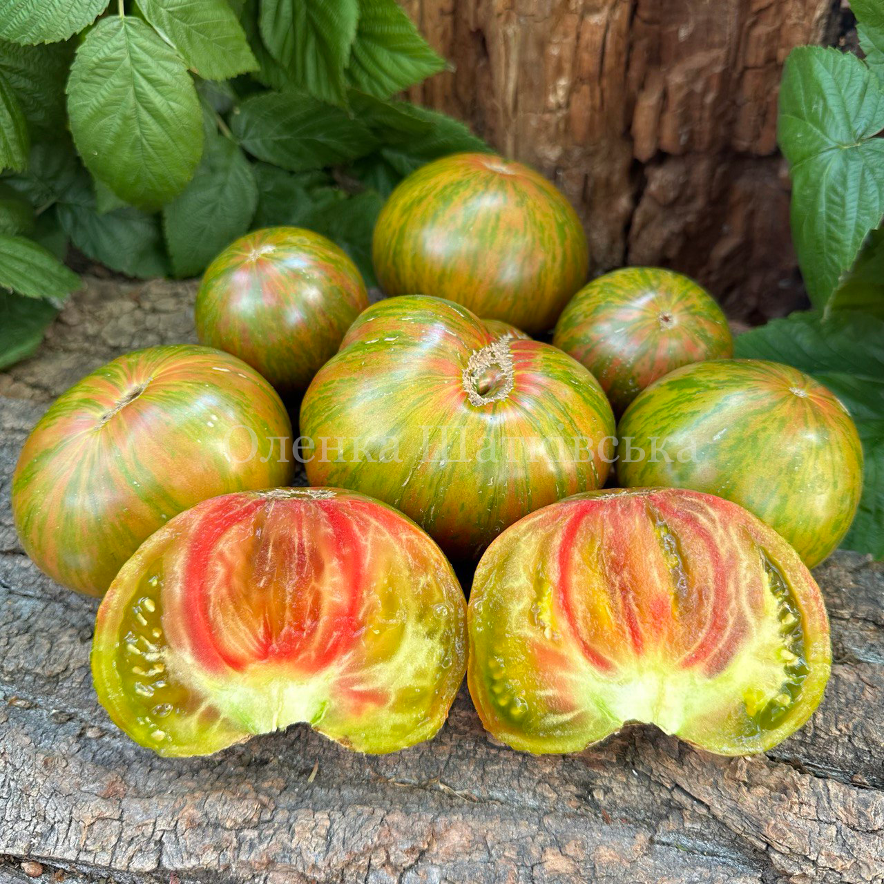 Томат Ананас Зебра (Ananas Zebra). – МегаТомат