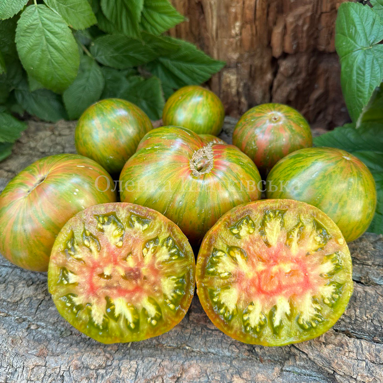 Томат Ананас Зебра (Ananas Zebra). – МегаТомат
