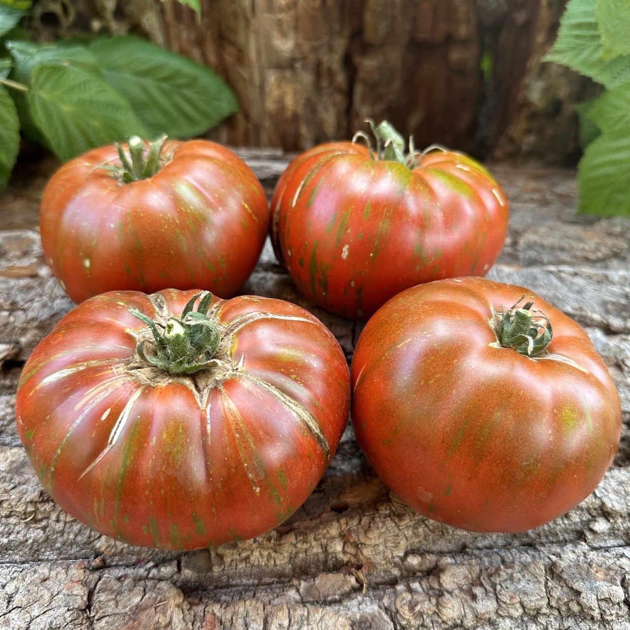 Томат Смугастий Шоколад (Chocolate Stripes) – МегаТомат